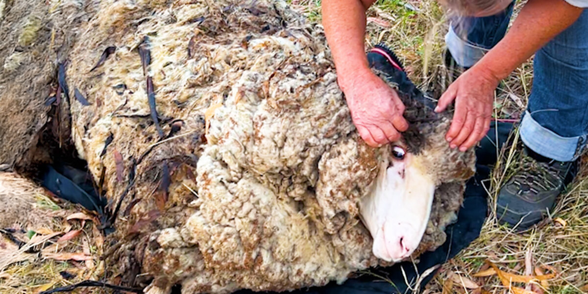 Sheep Covered In Over Eighty Pounds Of Wool Gets A Makeover - Videos ...