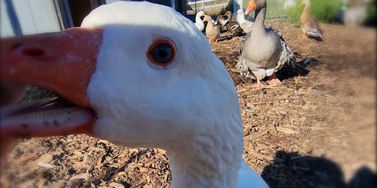 Grieving Goose Gets A Second Chance At Love - Videos - The Dodo