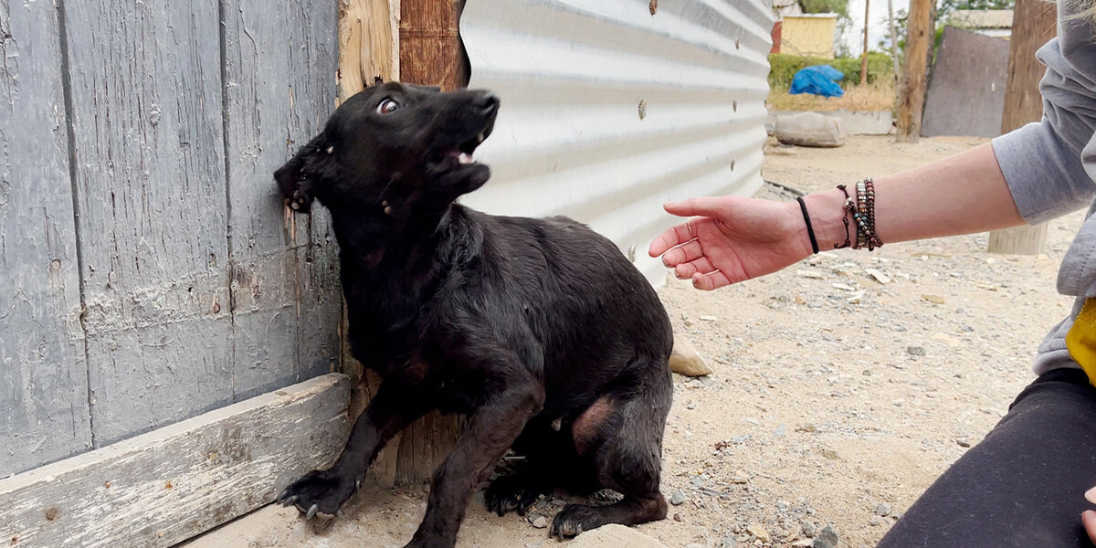 Senior Dog Who Was Left Behind Gets All The Toys She Wants - Videos ...