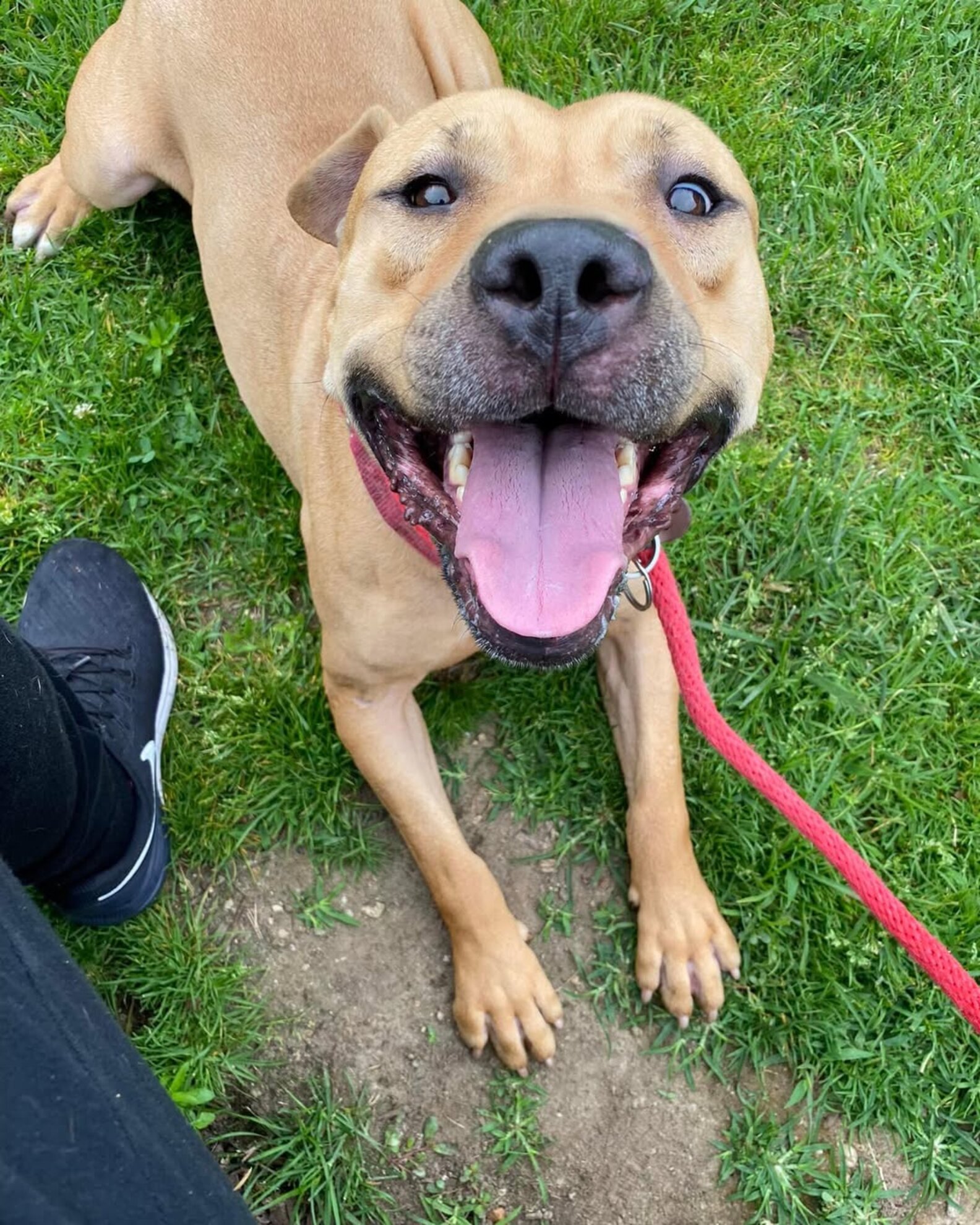 Shelter Dog Who's Waited 1,800 Days Carries ‘Emotional Support Bowl ...