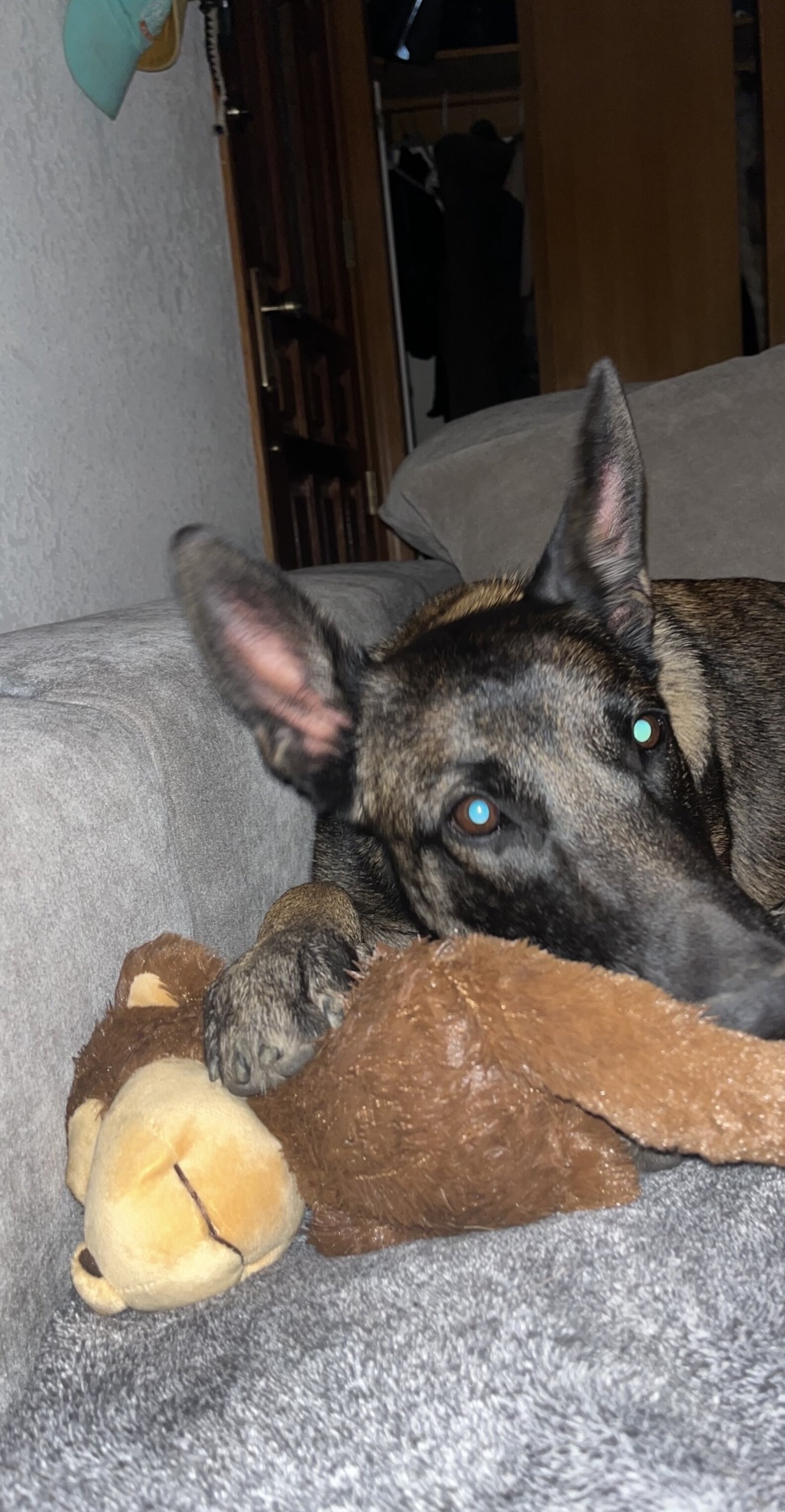 Dog Abandoned With Her Beloved Stuffed Monkey Waits In Shelter To Be ...