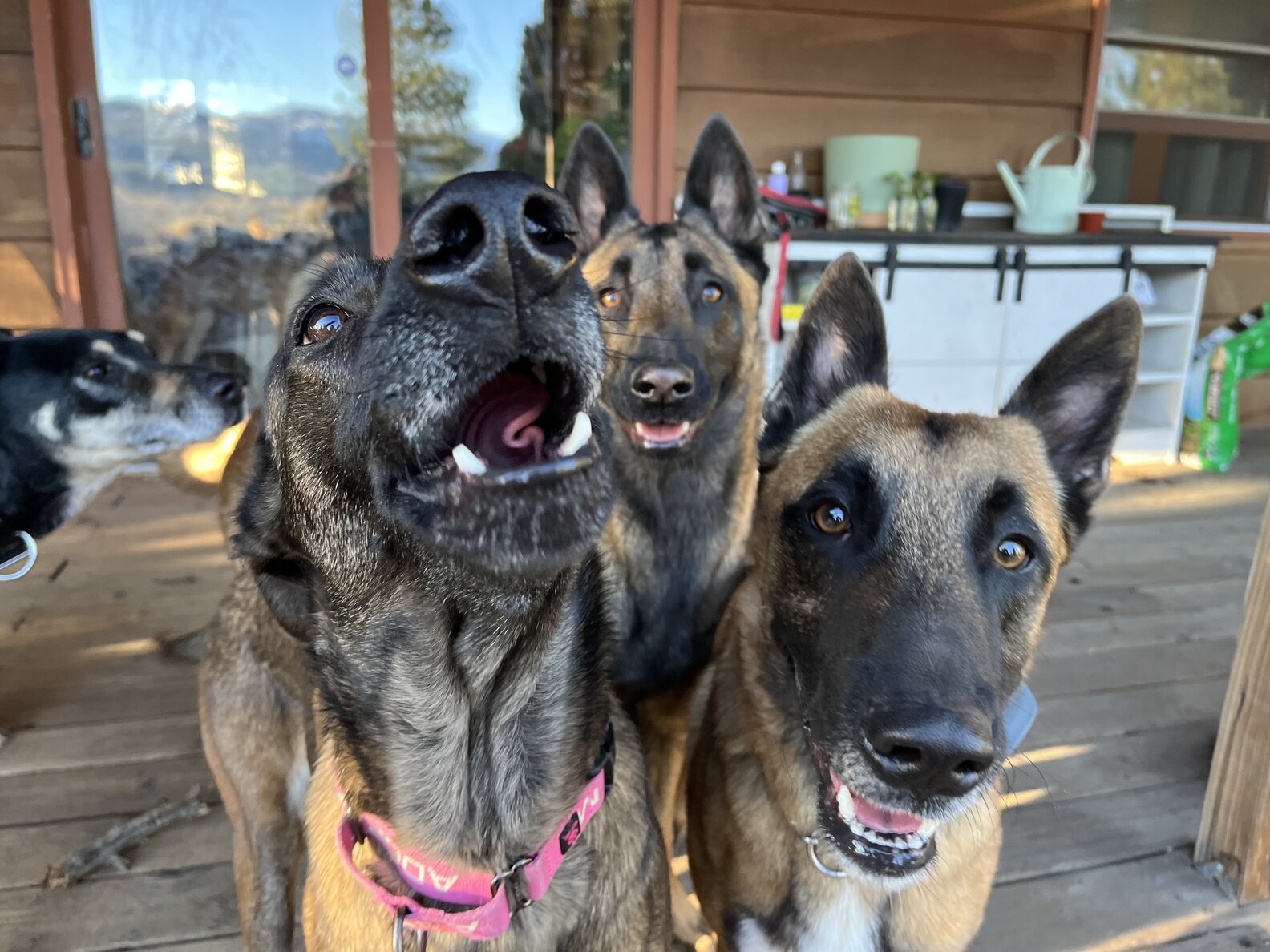 Dog Abandoned With Her Beloved Stuffed Monkey Waits In Shelter To Be ...