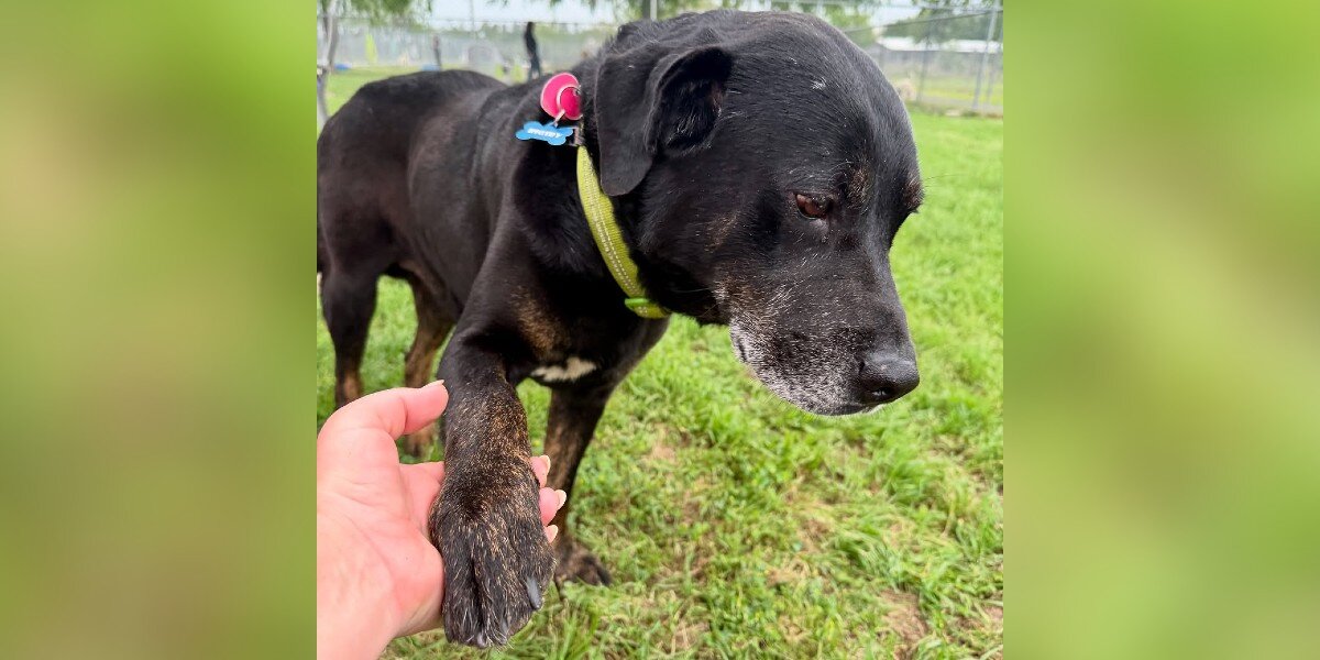 Senior Dog Dumped In Park Turns Out To Be Someone Heartbreakingly ...