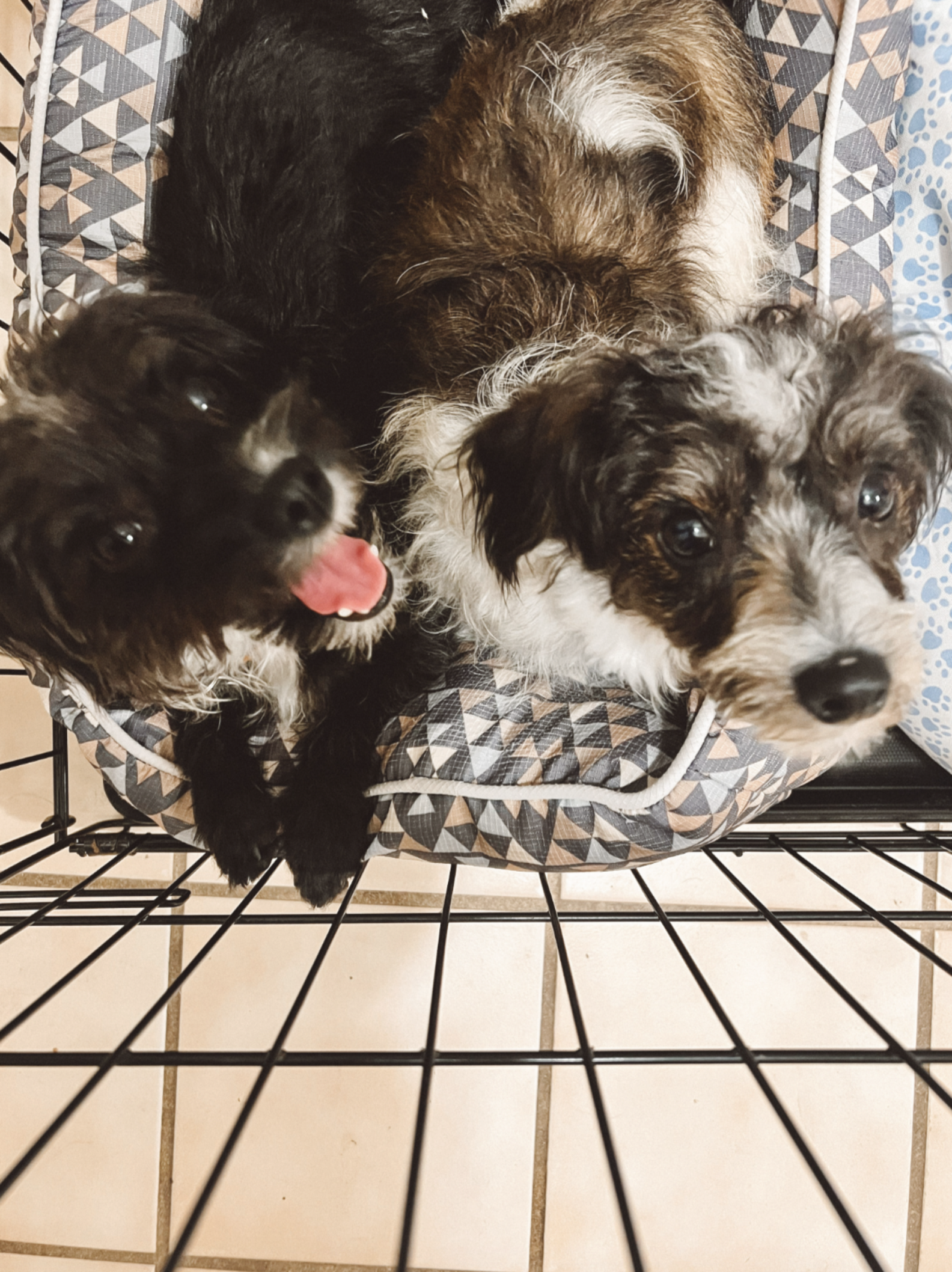 Driver Is Stunned As 12 'Scared' Puppies Appear On The Road Ahead - The ...