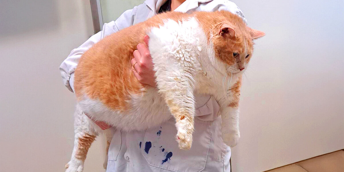 43-Pound Cat Goes On Inspirational Weight Loss Journey - Videos - The Dodo