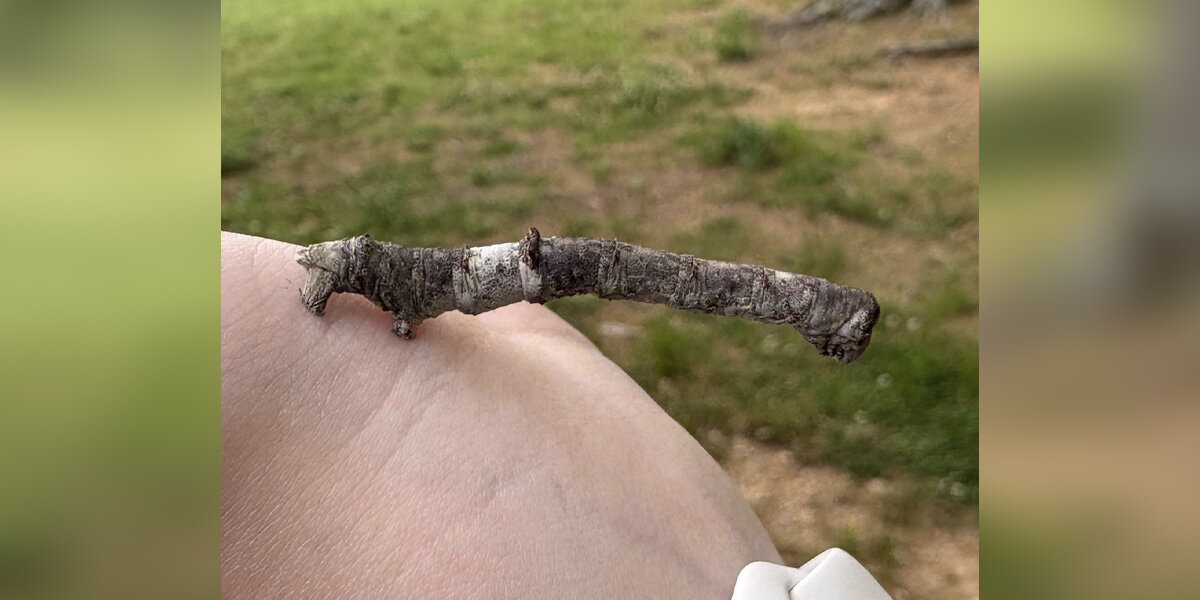 Woman Spots A Strange 'Stick' On Her Porch — Then Realizes It's Alive ...