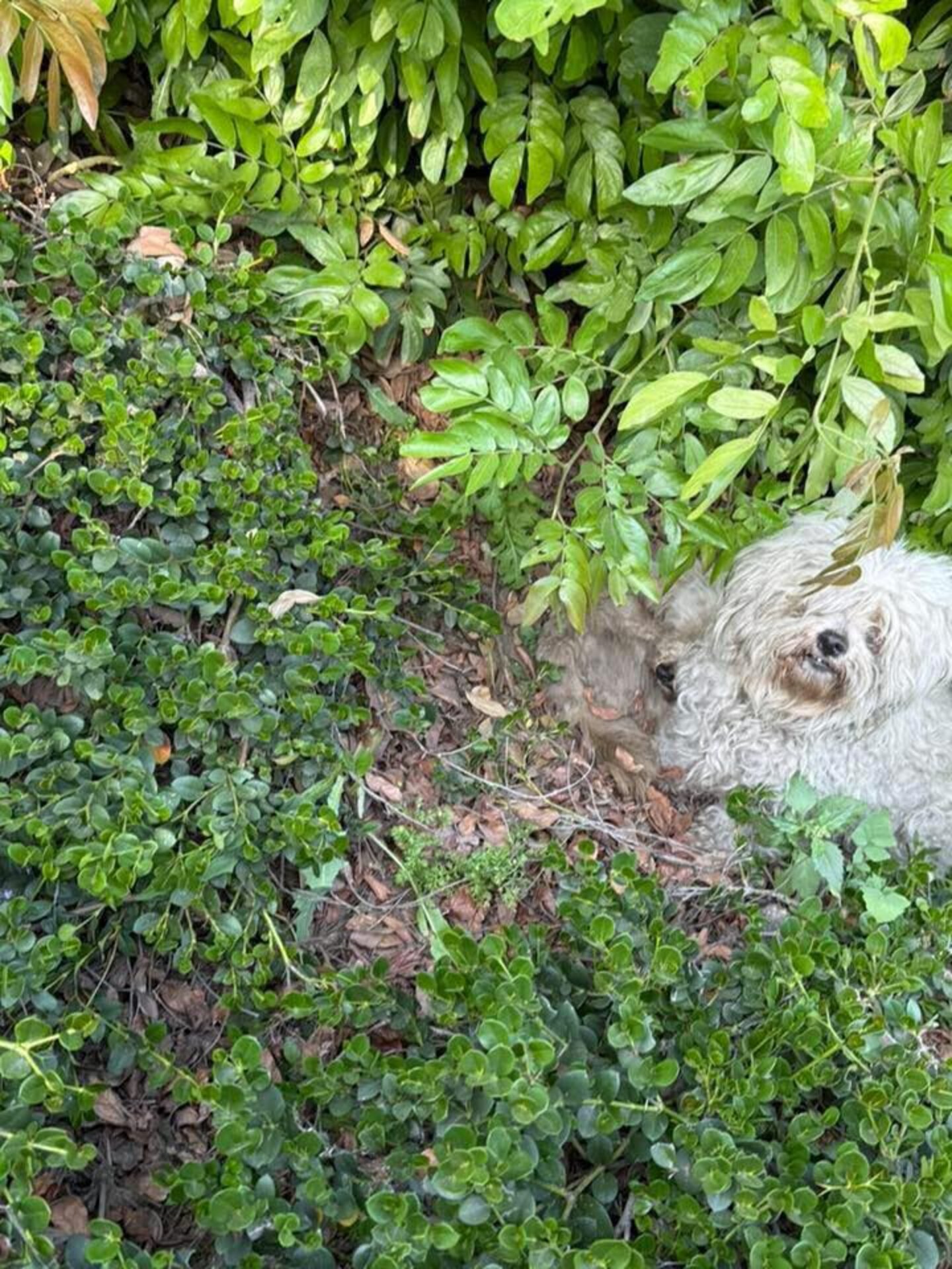 Matted Pups Who Hid In Bushes For Days Are So Relieved To Shed Their ...