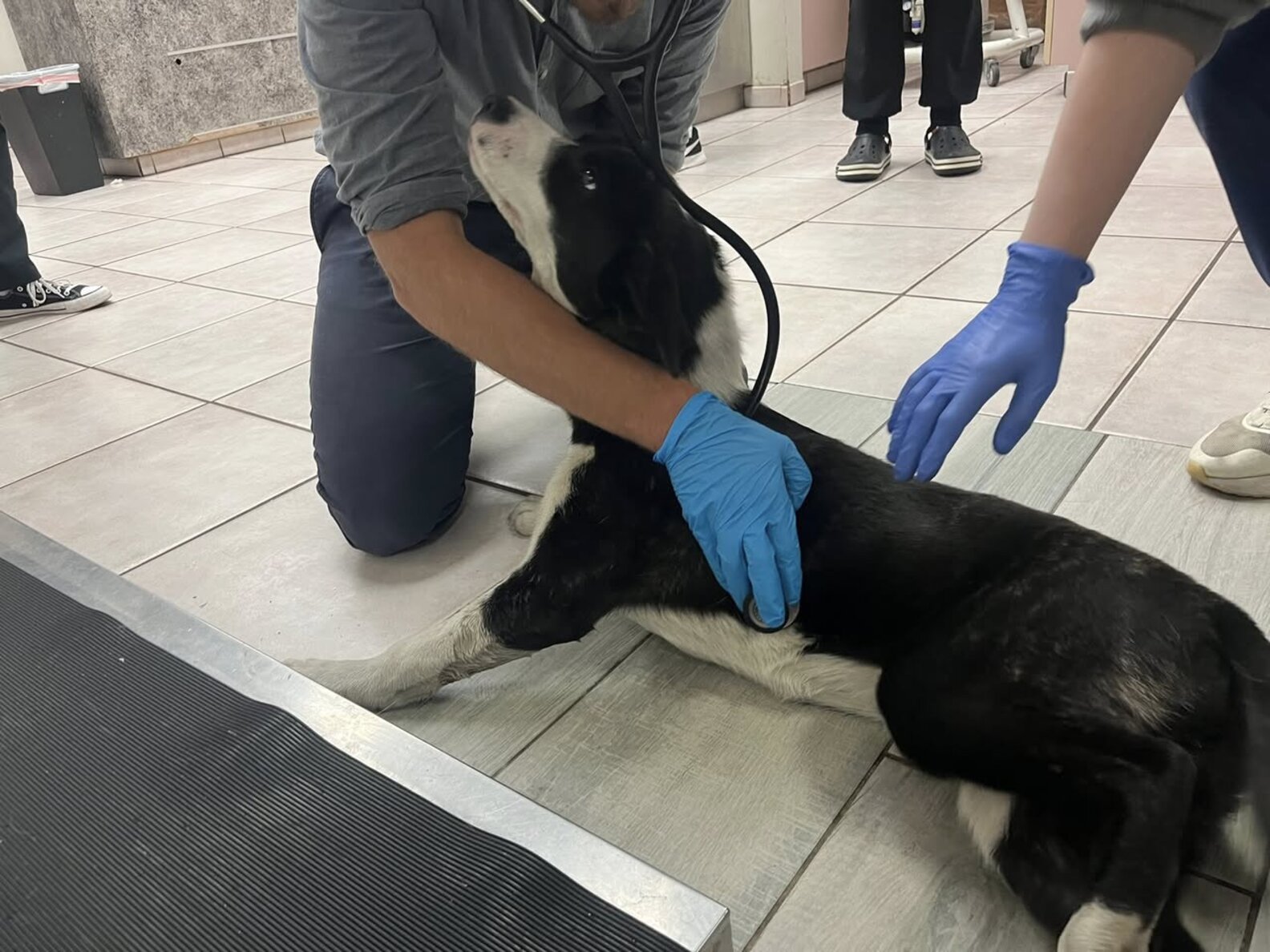 She Slept On A Trash Pile For Days, Hoping Someone Would Stop To Help ...