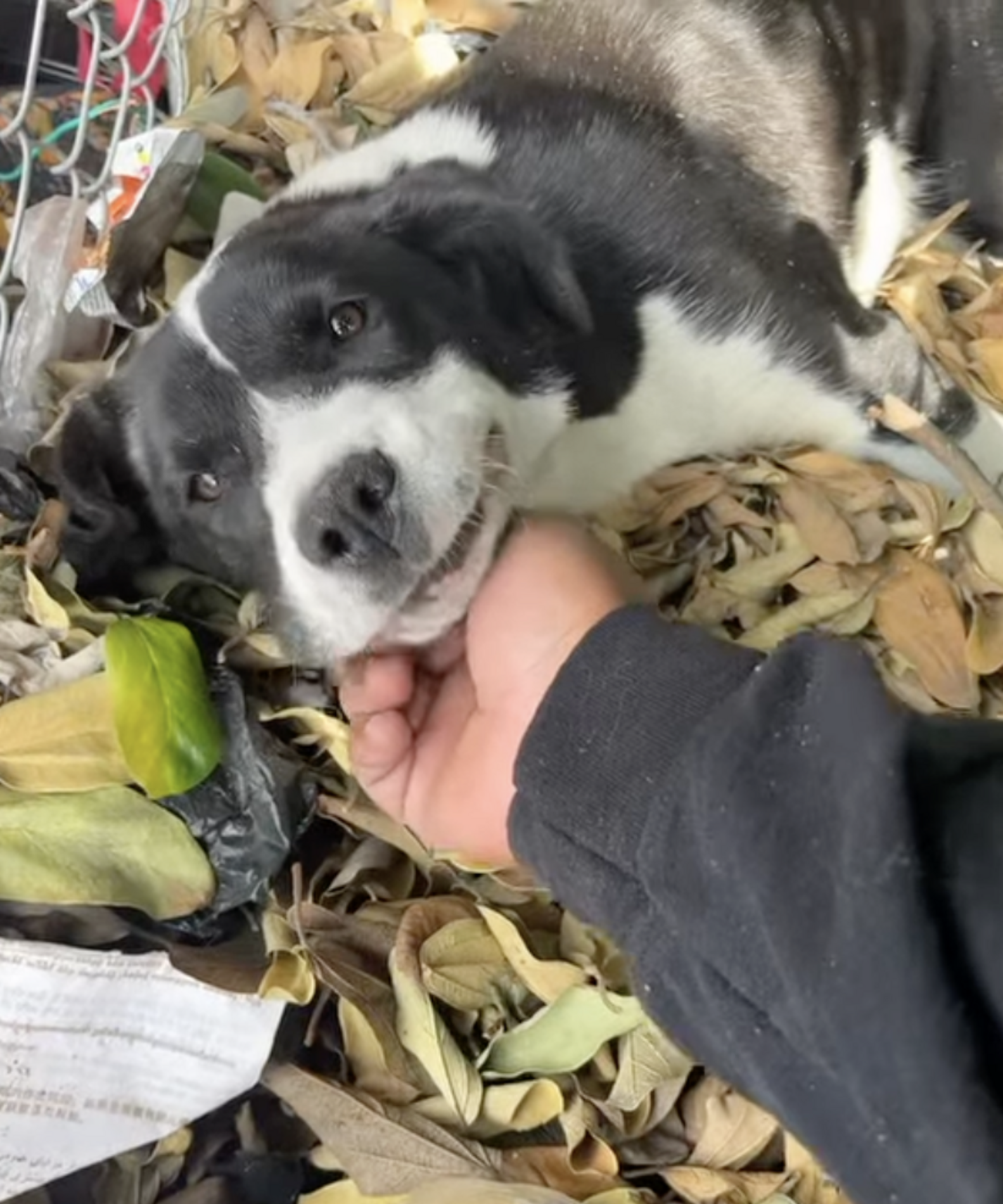 She Slept On A Trash Pile For Days, Hoping Someone Would Stop To Help ...
