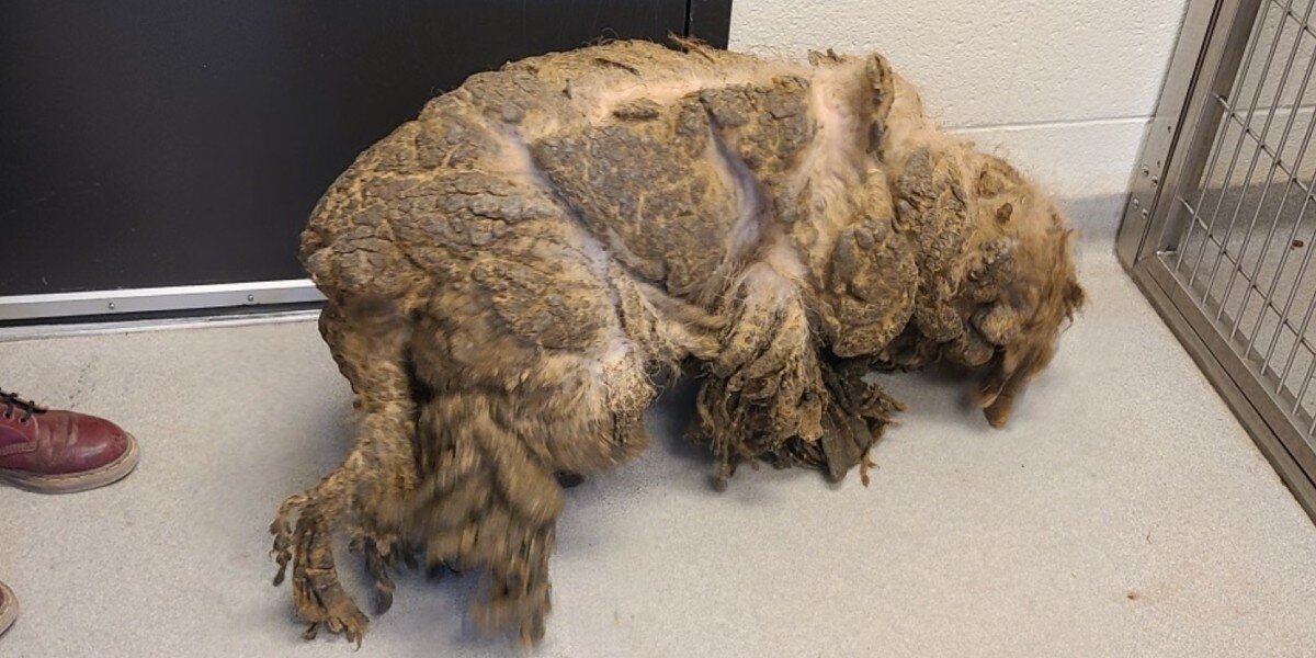 Labradoodle Was So Matted No One Could See His Face — Then His Big ...