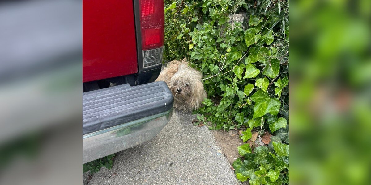 Shaggy Dog Found 'Shaking And Scared' After Earthquake Transforms With ...