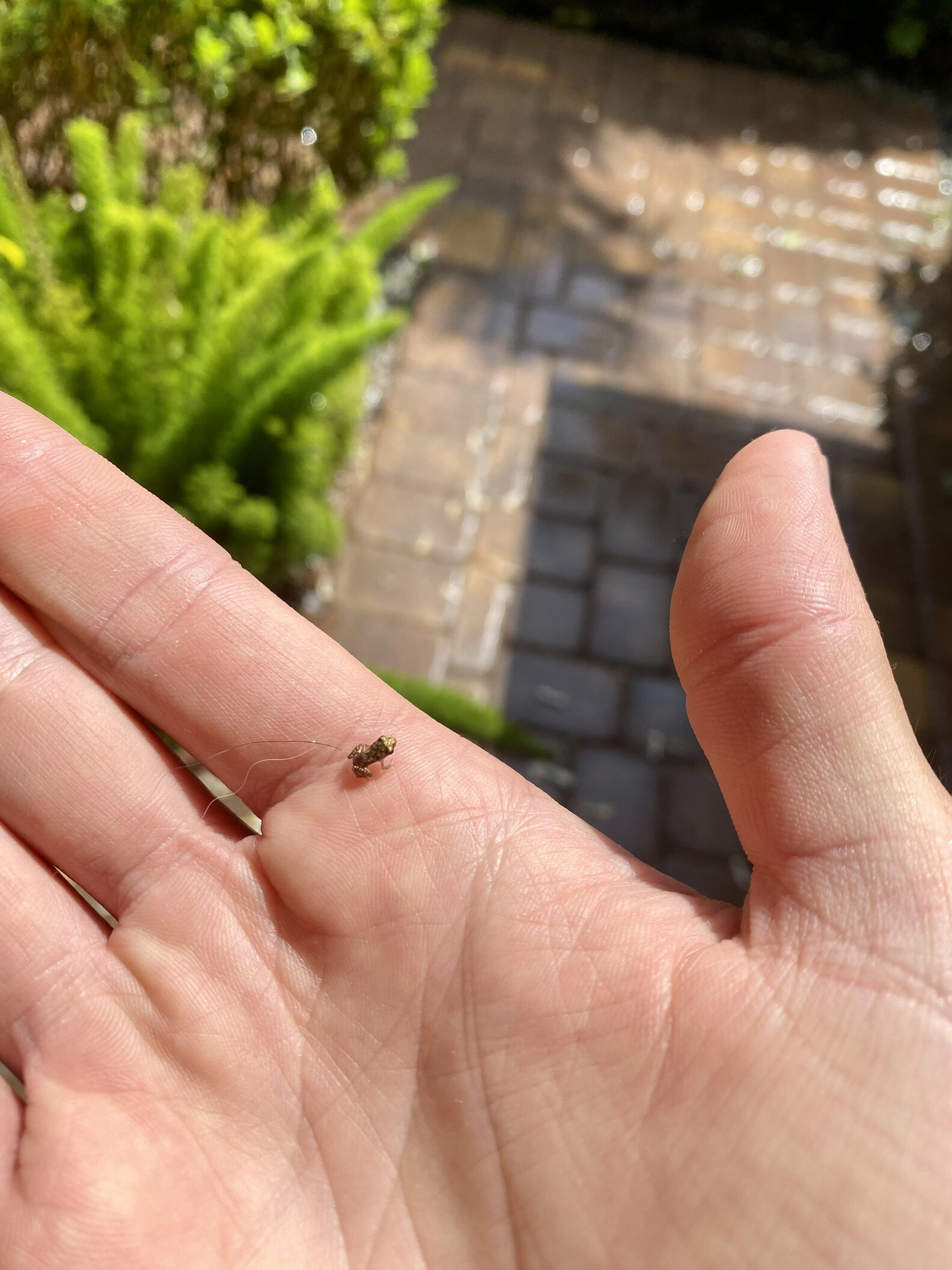 Guy Goes To Remove Tiny 'Bug' From Home — Then Learns The Adorable ...