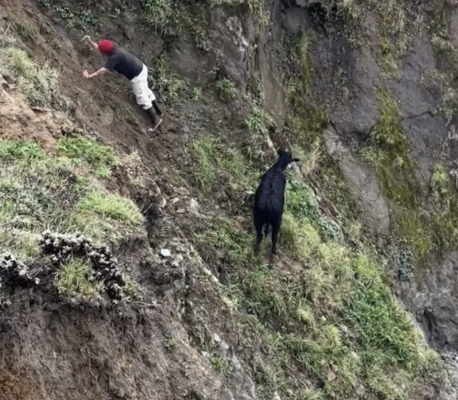 Traveler Sees Huge Black Animal At Bottom Of Cliff And Climbs Down To ...