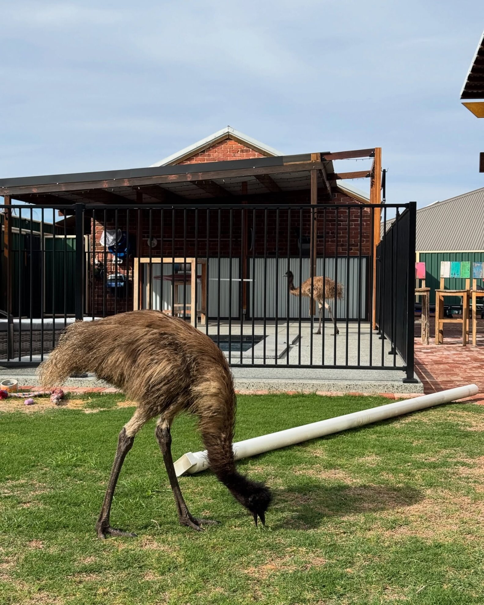'Once In A Lifetime Afternoon' As Wild Visitors Drop By Man's Pool For ...