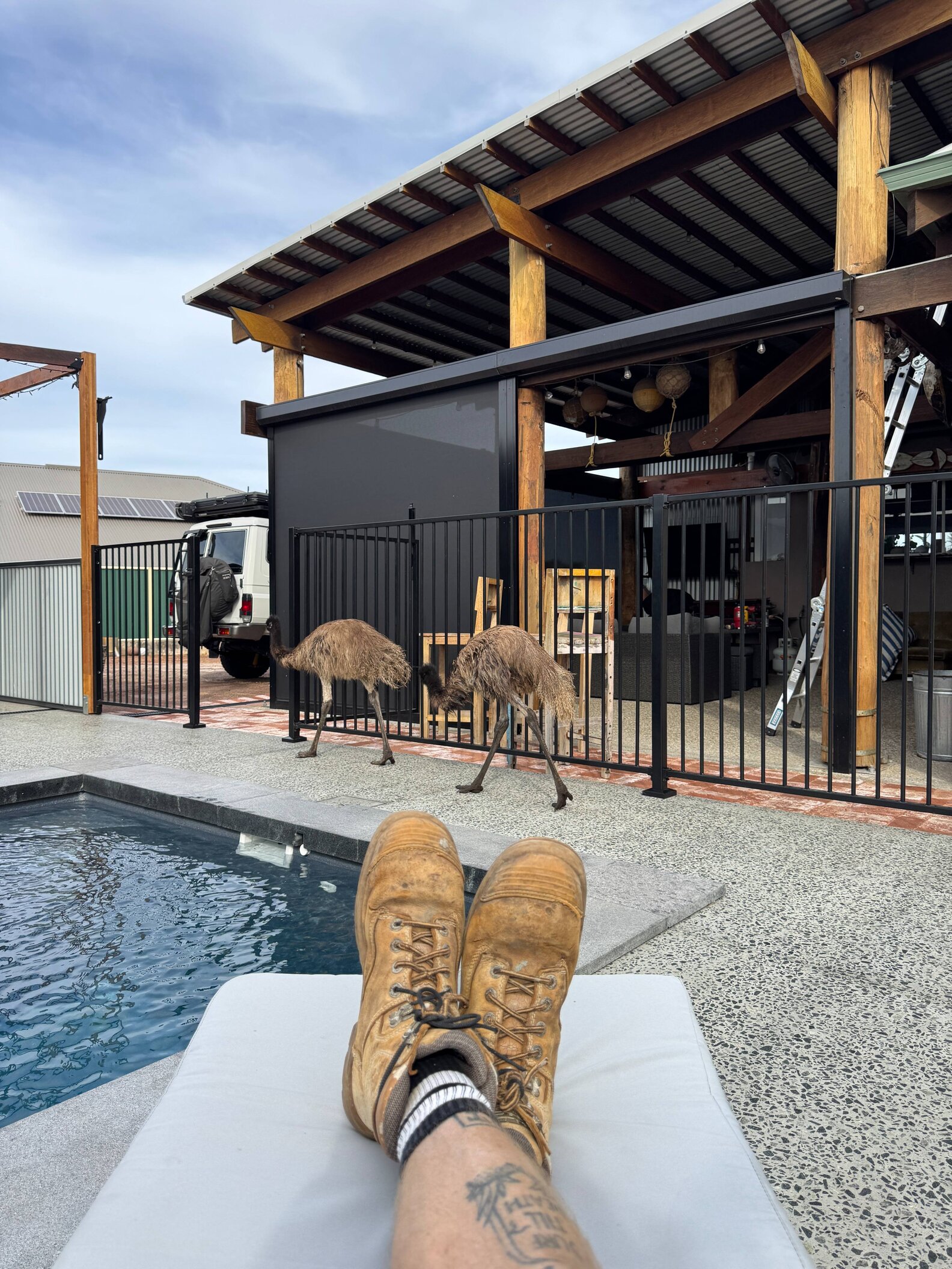 'Once In A Lifetime Afternoon' As Wild Visitors Drop By Man's Pool For ...