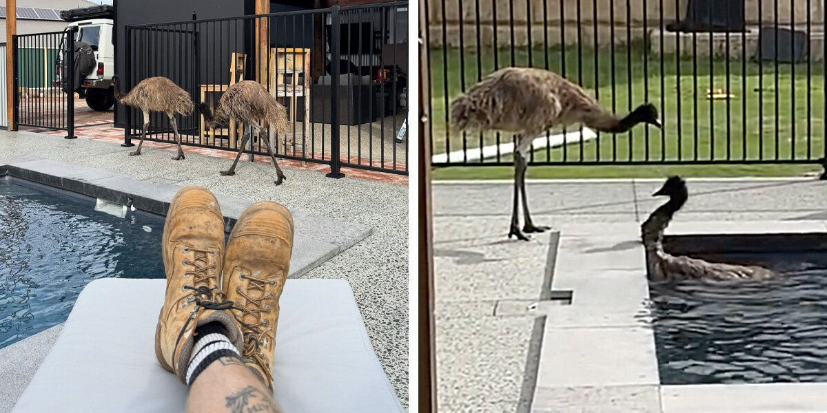 'Once In A Lifetime Afternoon' As Wild Visitors Drop By Man's Pool For ...