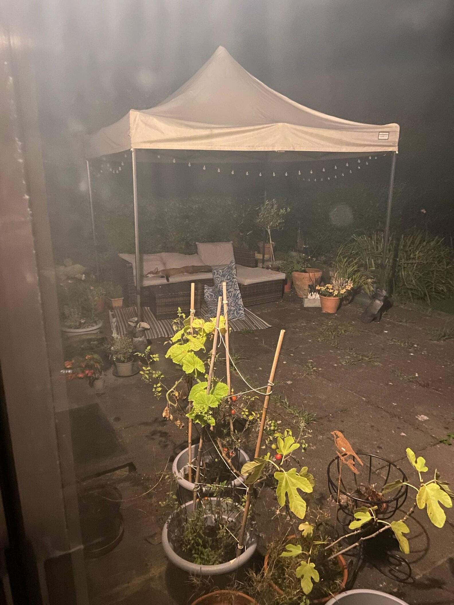 Woman Is Delighted To Find A Wild Visitor Dozing On Her Outdoor Sofa ...