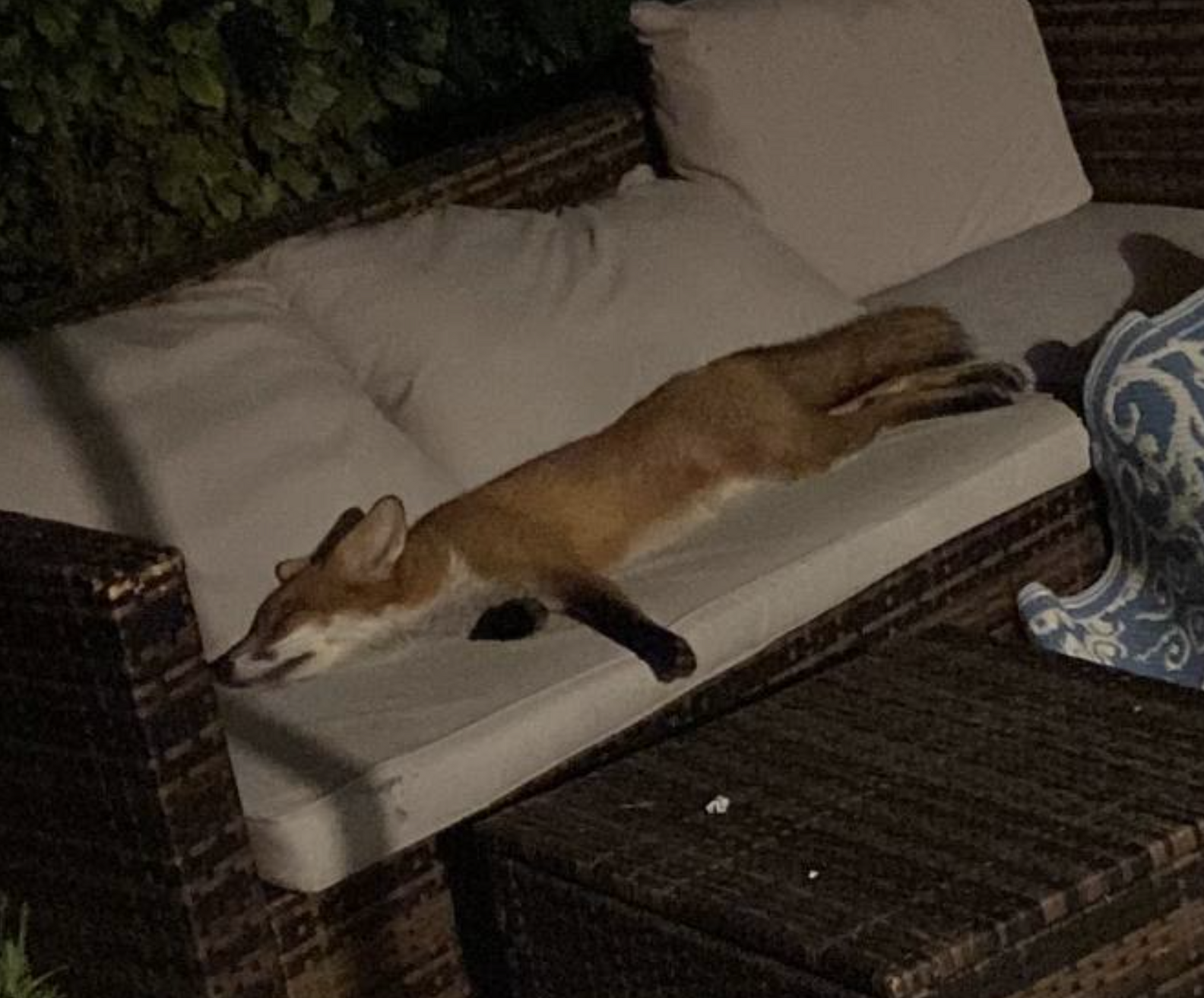 Woman Is Delighted To Find A Wild Visitor Dozing On Her Outdoor Sofa ...