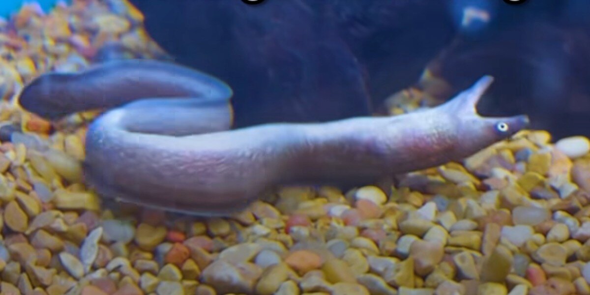 Woman Sees Pet Store Eel Swimming Upside Down — And Knows Something's ...