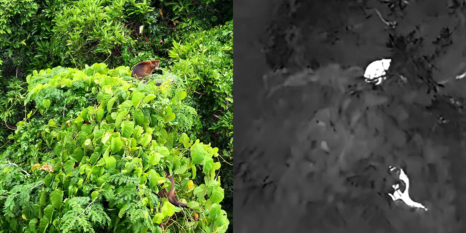 Scientists Fly Drones Above Rainforest And Find ‘Near-Mythical ...