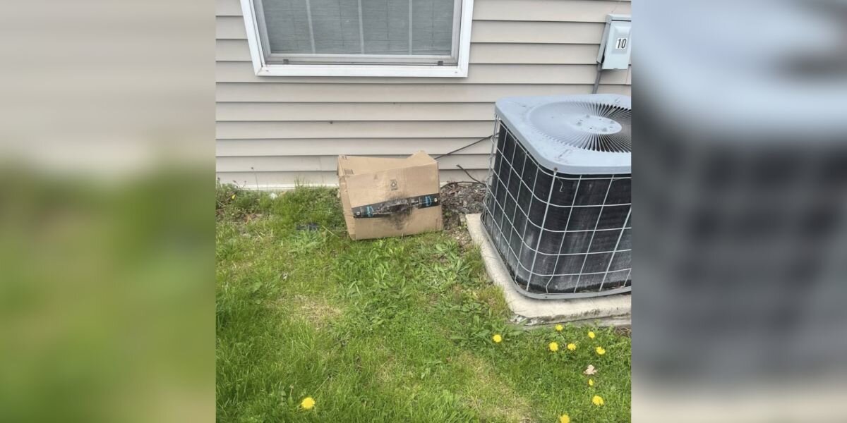 Rescuers Open 'Destroyed' Amazon Box And Find 3 Fluffy Babies Inside ...