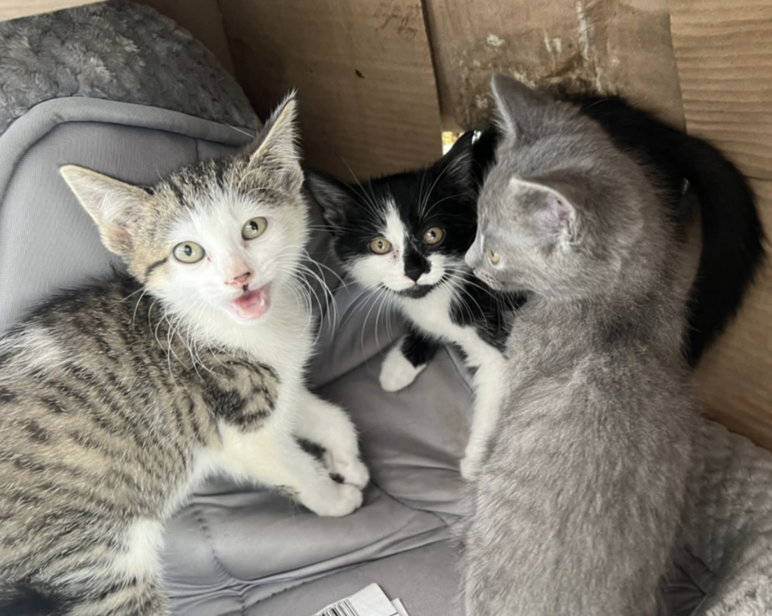 Rescuers Open 'Destroyed' Amazon Box And Find 3 Fluffy Babies Inside ...