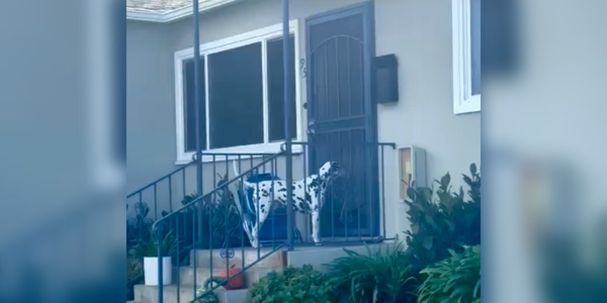 Spoiled Pup Stops By Neighbor's House Every Evening For Dinner - The Dodo