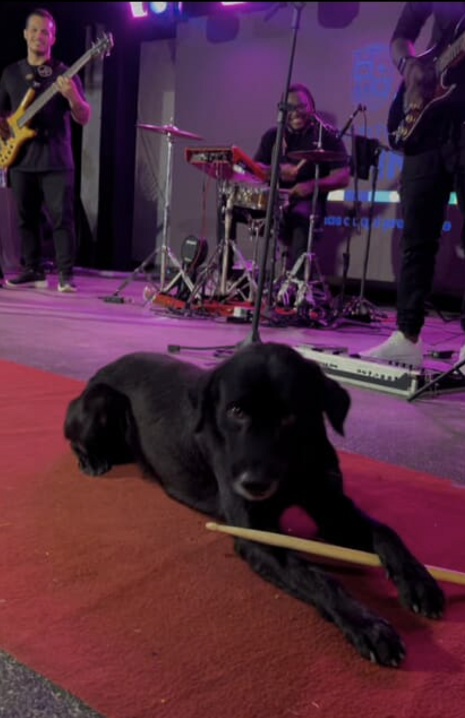 Dog Hops Onstage During Concert — And The Drummer's Reaction Is Perfect ...