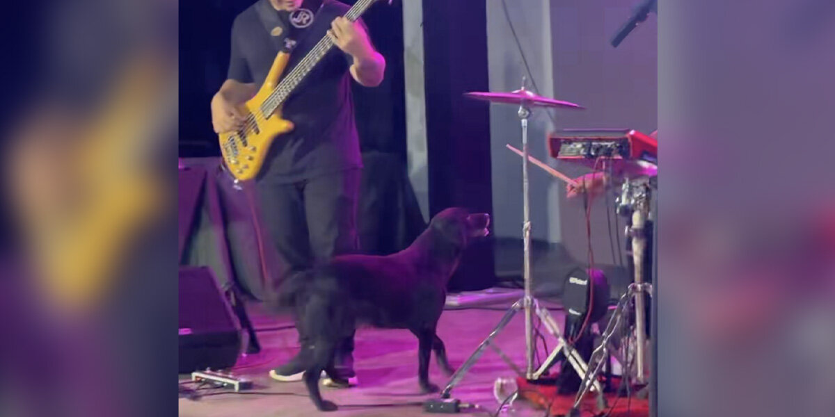 Dog Hops Onstage During Concert — And The Drummer's Reaction Is Perfect ...