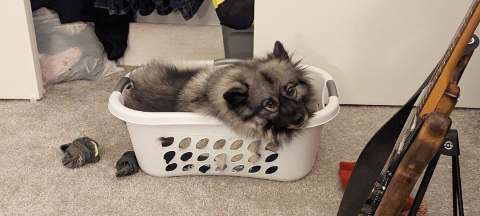 Man Notices Dog Squeezing Into Tiny Spaces — Then Realizes Sweet Reason ...