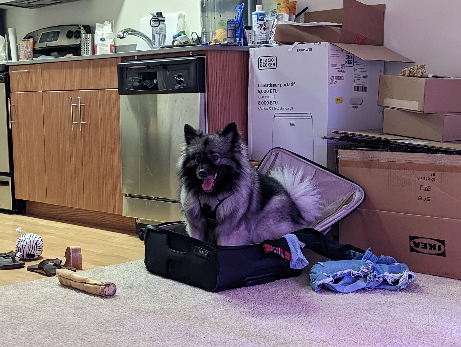 Man Notices Dog Squeezing Into Tiny Spaces — Then Realizes Sweet Reason ...