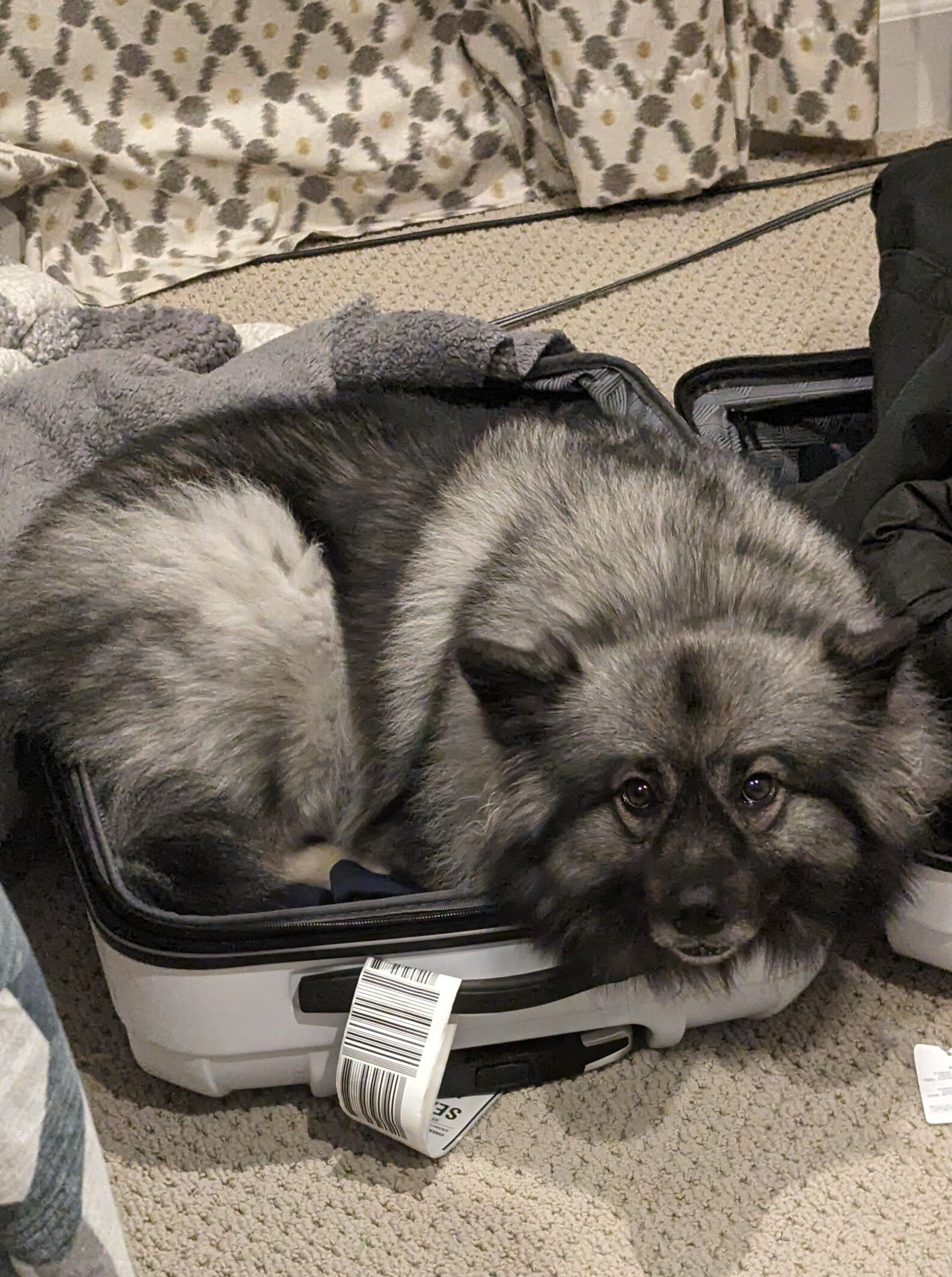 Man Notices Dog Squeezing Into Tiny Spaces — Then Realizes Sweet Reason ...