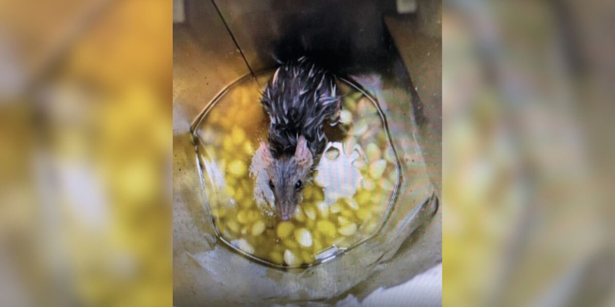 Factory Worker Opens Container Of Garlic Oil And Finds An Endangered ...