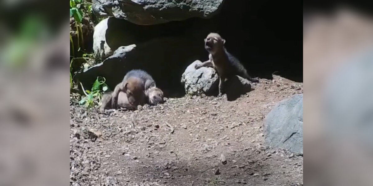 Listen To The Next Generation Of Rare Babies Howl For The First Time ...