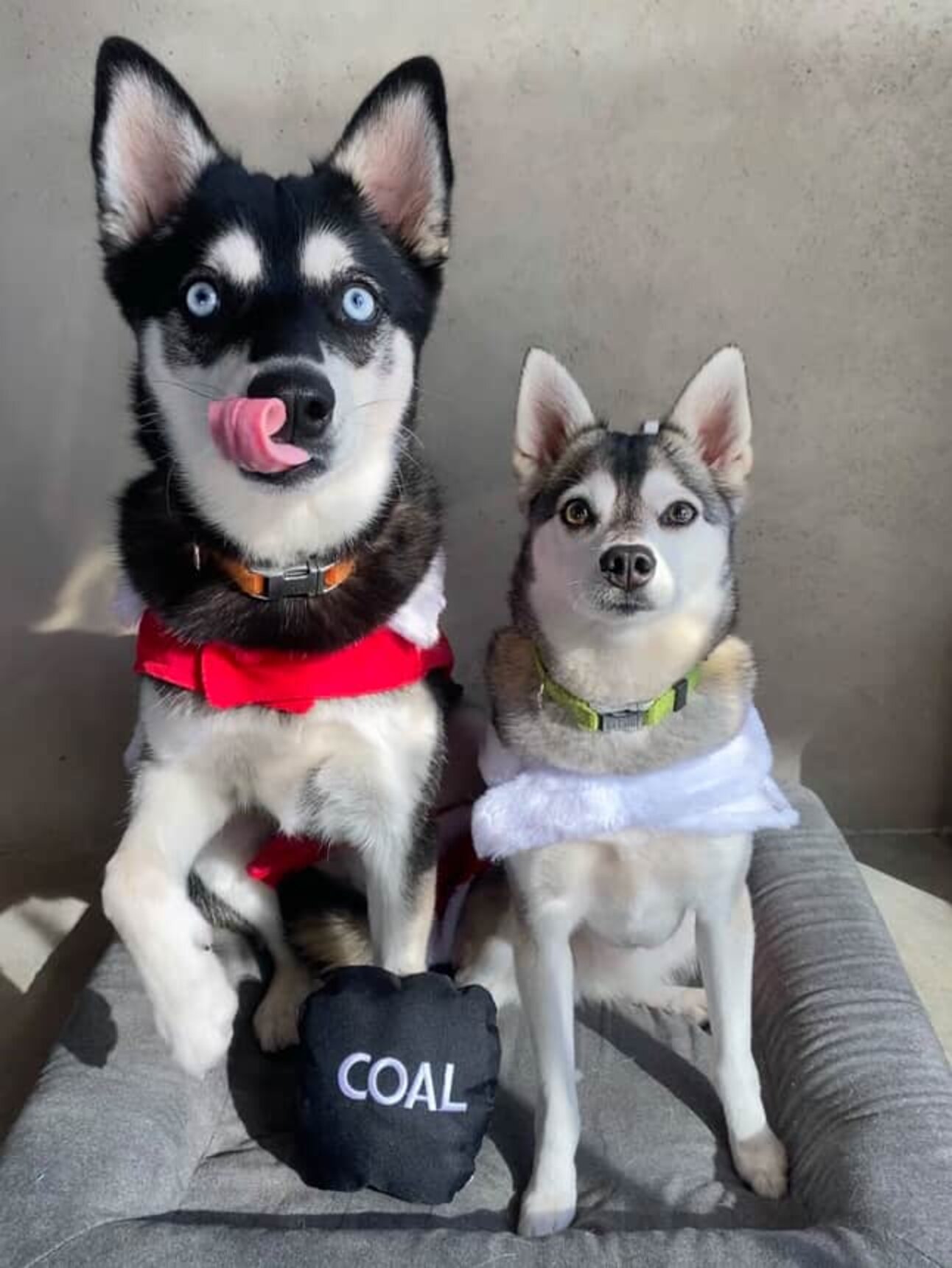 Woman Uncovers Adorable Logic Behind Her Dogs' 'Chaotic' Mealtime ...