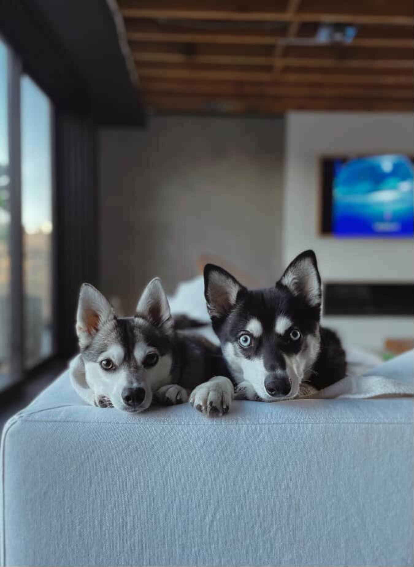 Woman Uncovers Adorable Logic Behind Her Dogs' 'Chaotic' Mealtime ...