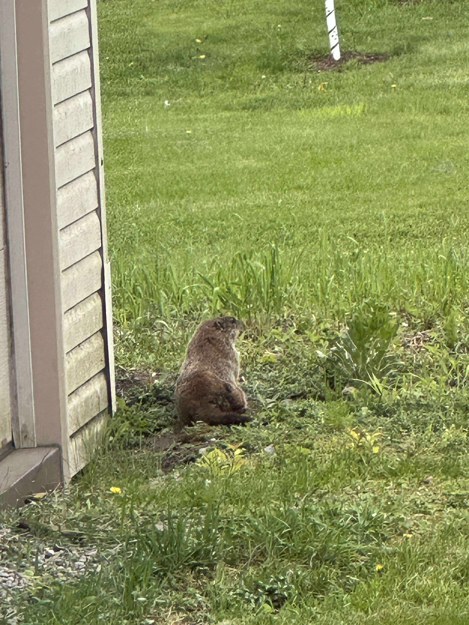 Woman Gushes As She Films Love Story Unfold Between Local Groundhogs ...