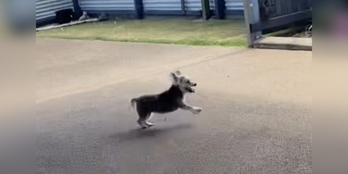 Pure Joy As 16-Year-Old Dog Treated For Arthritis Gets To Do Zoomies ...