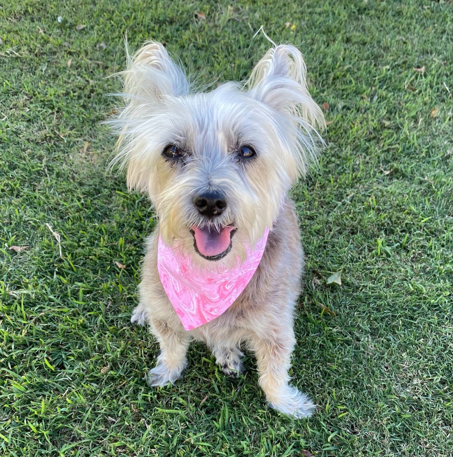 Pure Joy As 16-Year-Old Dog Treated For Arthritis Gets To Do Zoomies ...