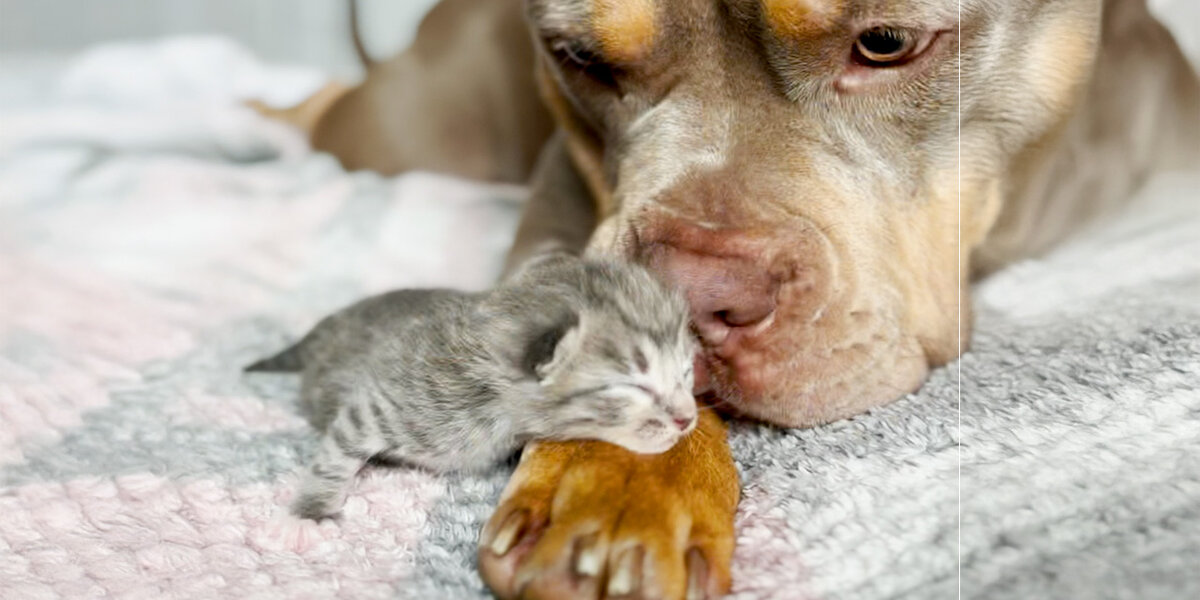Pittie Becomes Cat's Gentle Nanny - Videos - The Dodo