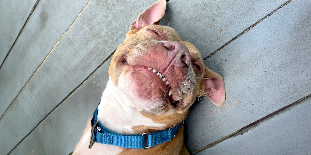 Pittie With The Biggest Smile Needs A Home - Videos - The Dodo