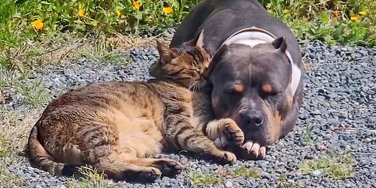 Magical Pittie Sends Cat BFF A New Friend From Heaven 🌈 - Videos - The Dodo