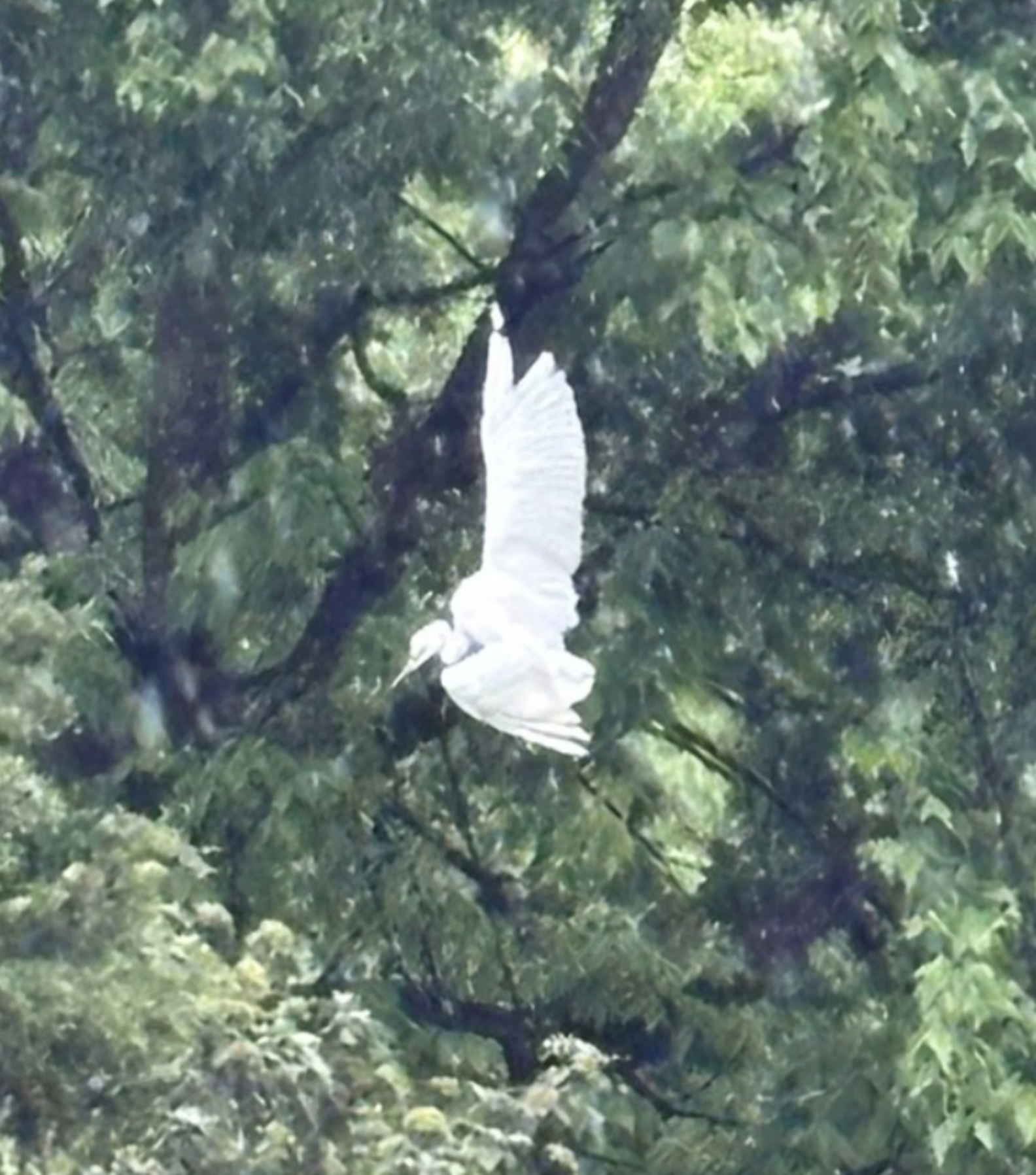 White Object Dangling From Tree Is Actually Beautiful Animal In Danger ...