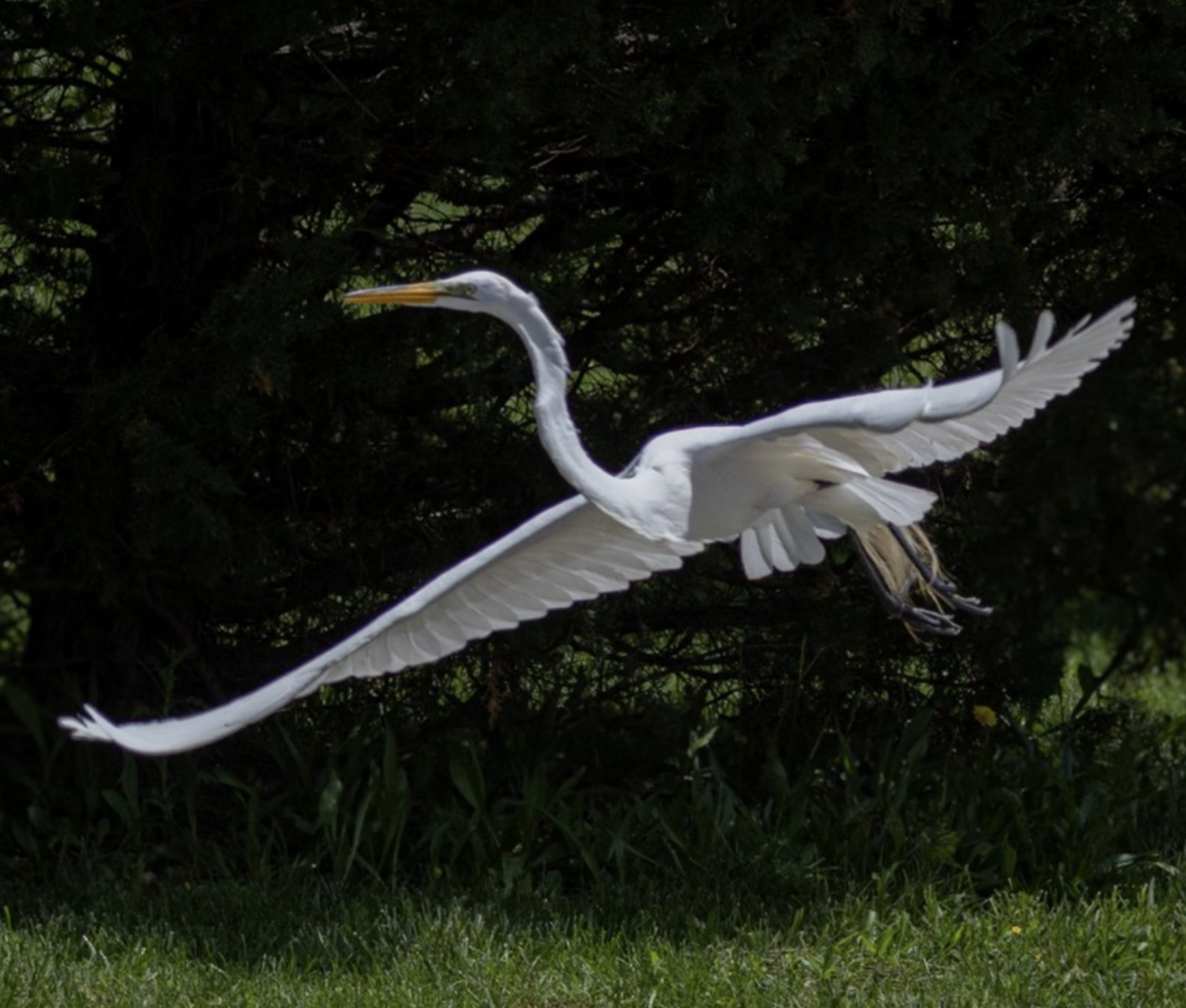 White Object Dangling From Tree Is Actually Beautiful Animal In Danger ...