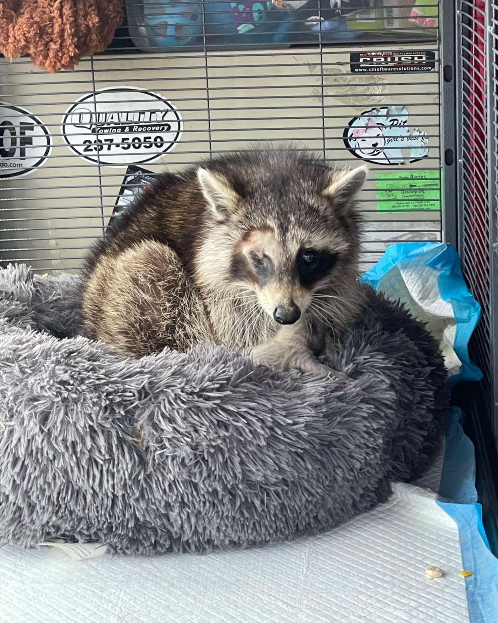 Furry Lump Saved From Highway Was Hiding An Adorable Secret - The Dodo