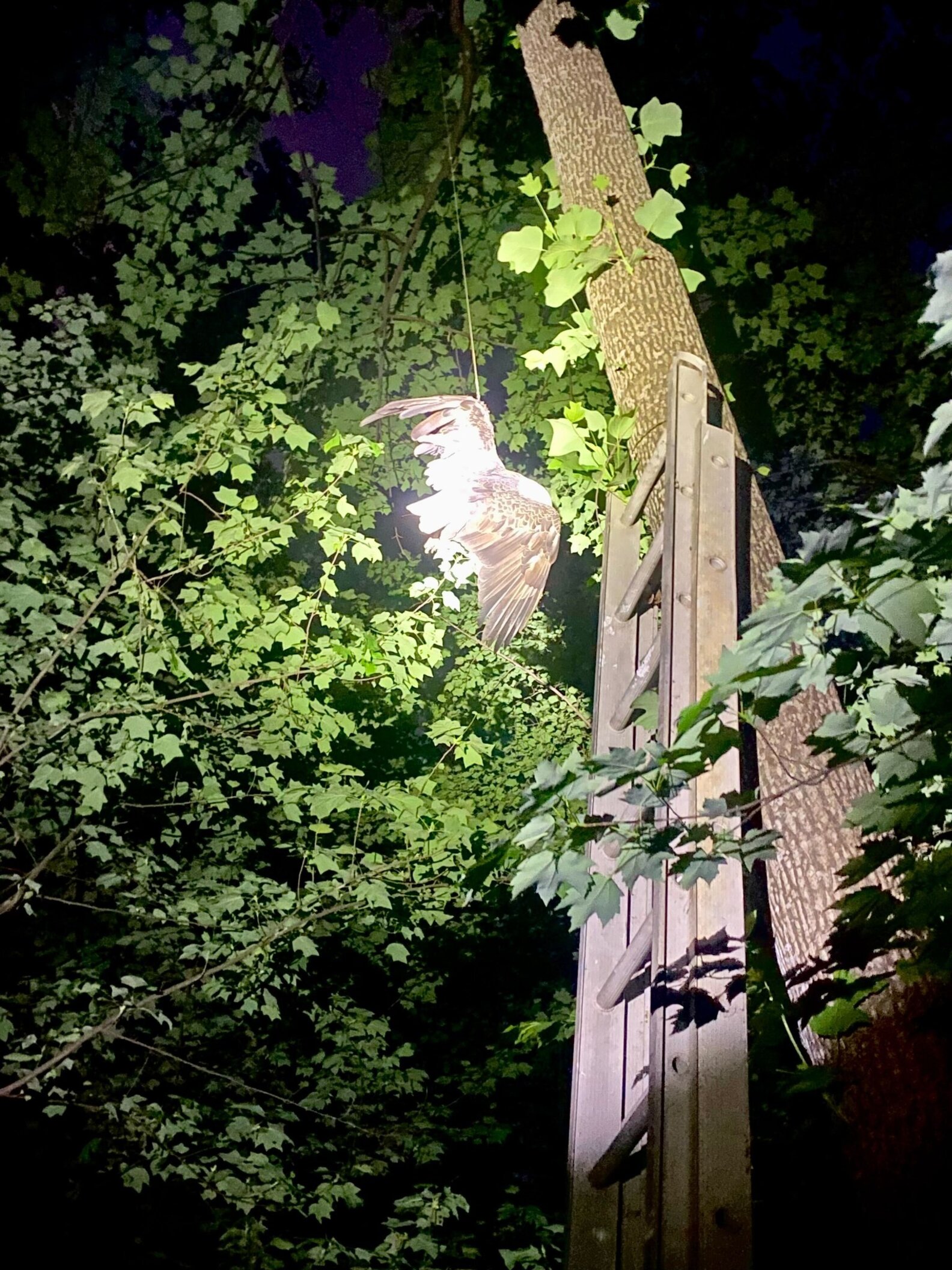 Majestic Animal Dangling From Tree Gets A Daring Midnight Rescue - The Dodo