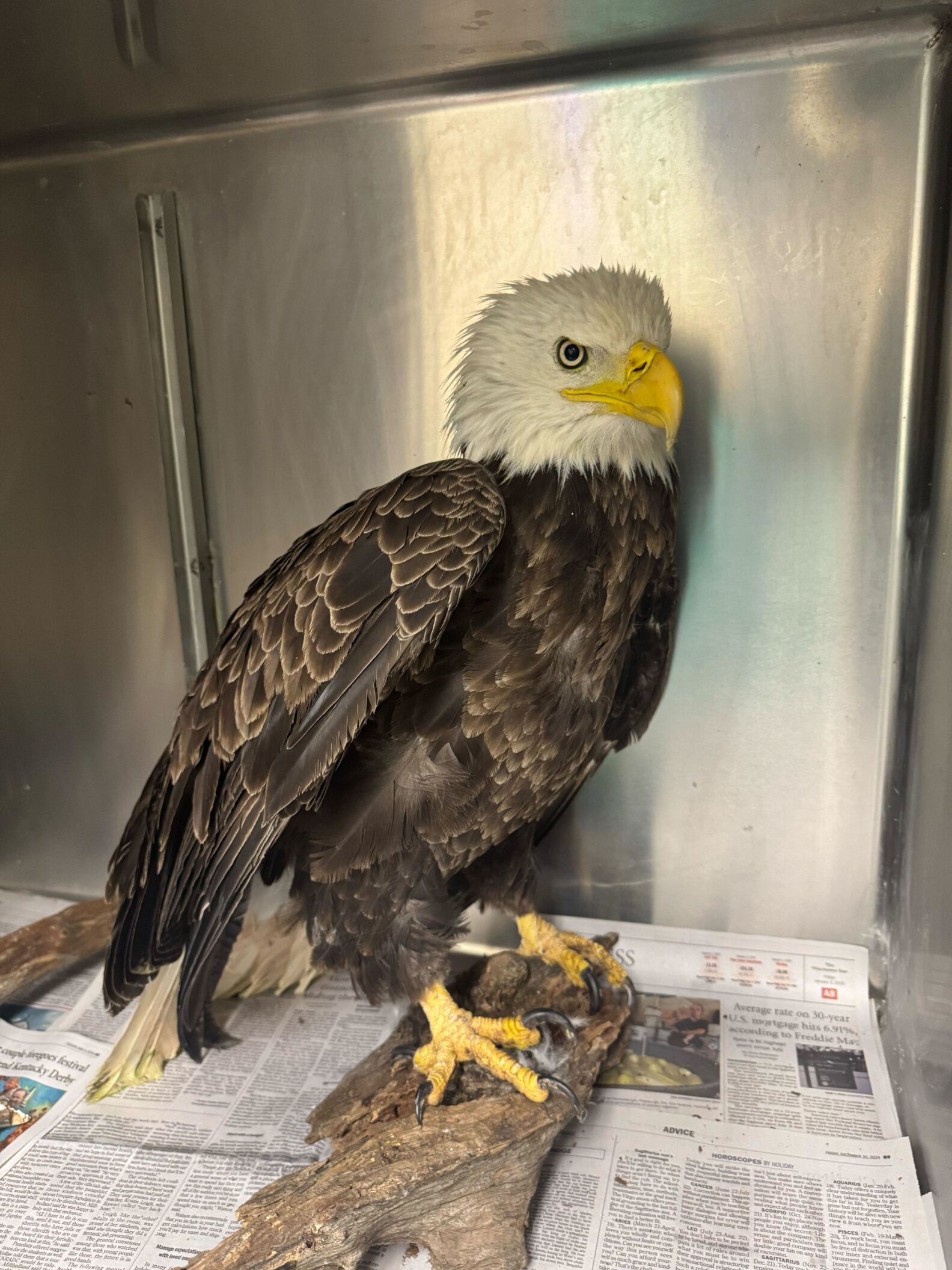 Majestic Animal Dangling From Tree Gets A Daring Midnight Rescue - The Dodo