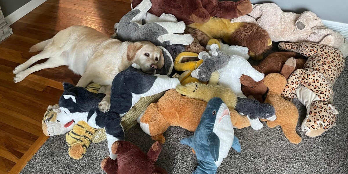 Devoted Pup Carries Her Entire Stuffed Animal Collection Outside Every ...