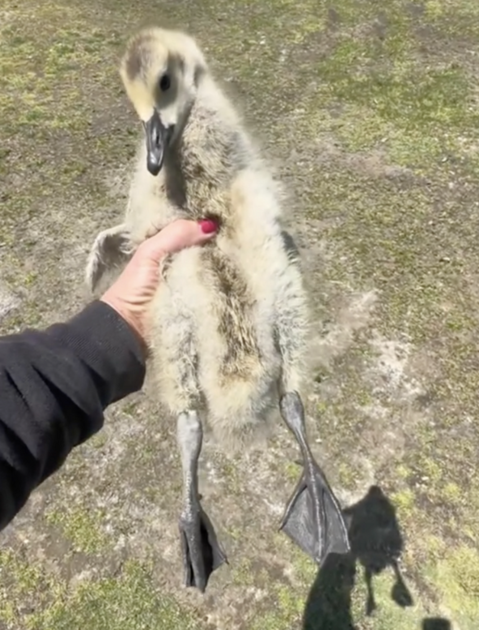 Woman Spots Gray Lump Limping Through Park And Saves A Baby Animal ...
