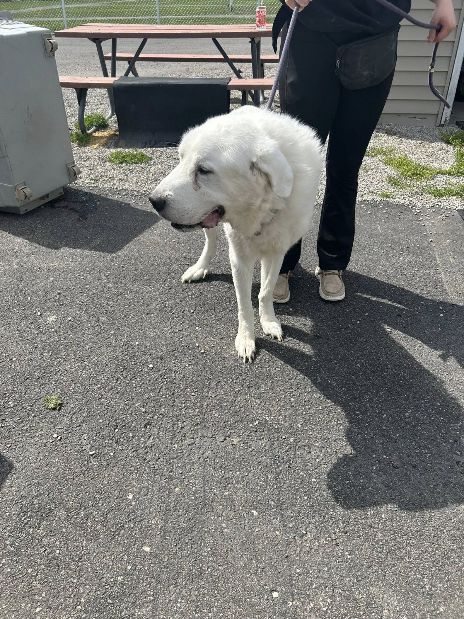 10-Year-Old Dog Pretends To Be 'Feeble' In Order To Get Adopted - The Dodo